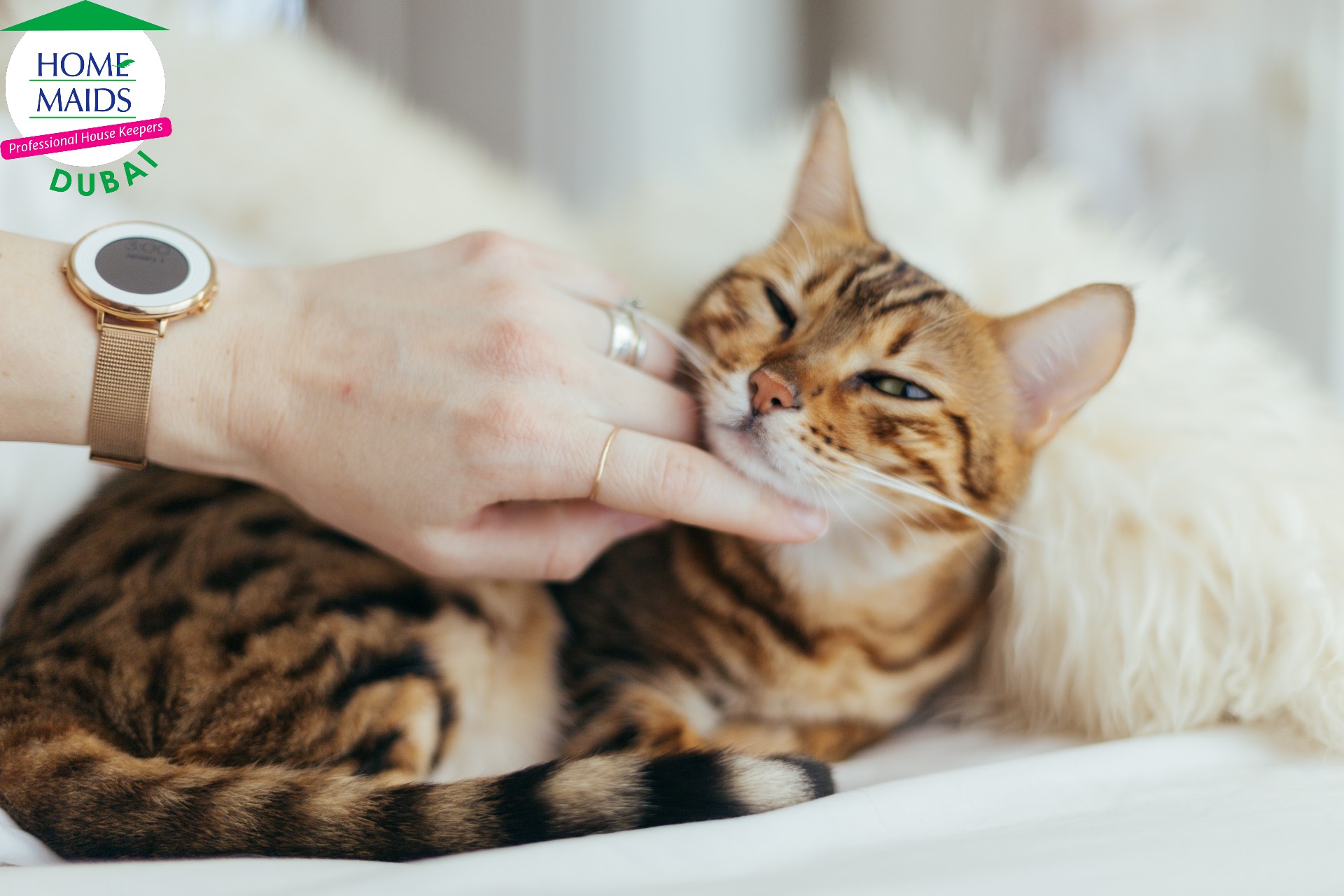 How to Take Care of Your Cat’s Hygiene| Pet cleaning Dubai